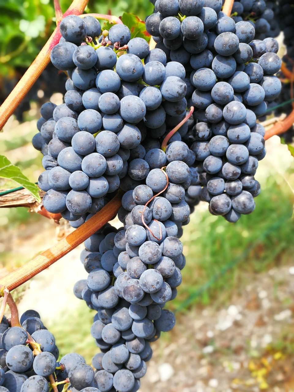 Wei Uvas Vinho Tinto - Foto gratuita no Pixabay - Pixabay
