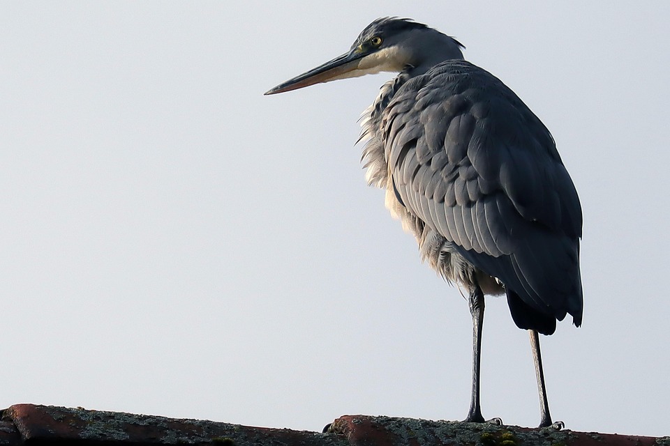 Pájaro Garza Caballete De Techo - Foto gratis en Pixabay - Pixabay