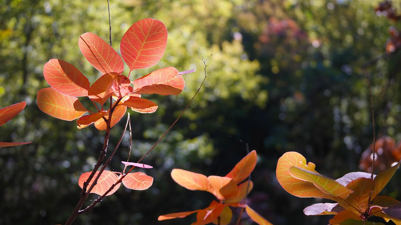 Hojas Rojo El Follaje De Otoño - Foto gratis en Pixabay - Pixabay Hojas Rojo El Follaje De Otoño - Foto gratis en Pixabay - Pixabay