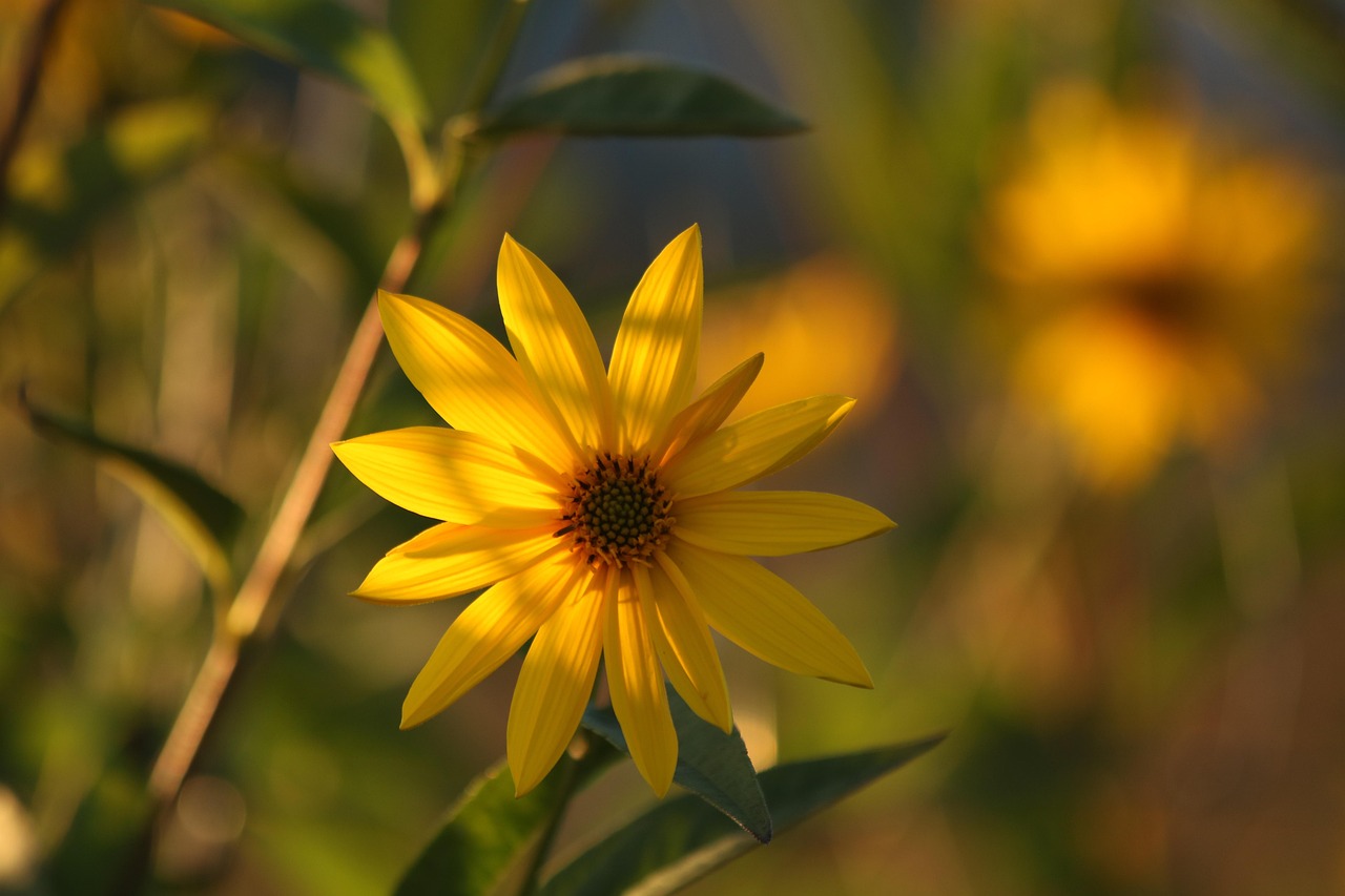 Sunflower Flower Yellow - Free photo on Pixabay - Pixabay