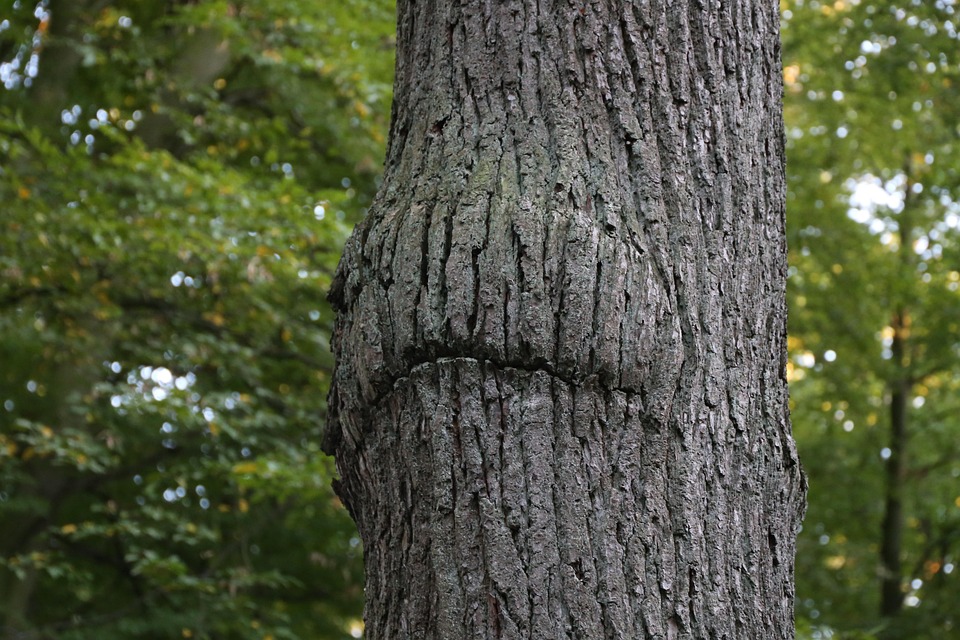 Mouth Tree Forest - Free photo on Pixabay