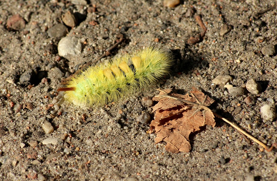 Caterpillar Calliteara Pudibunda - Free photo on Pixabay - Pixabay