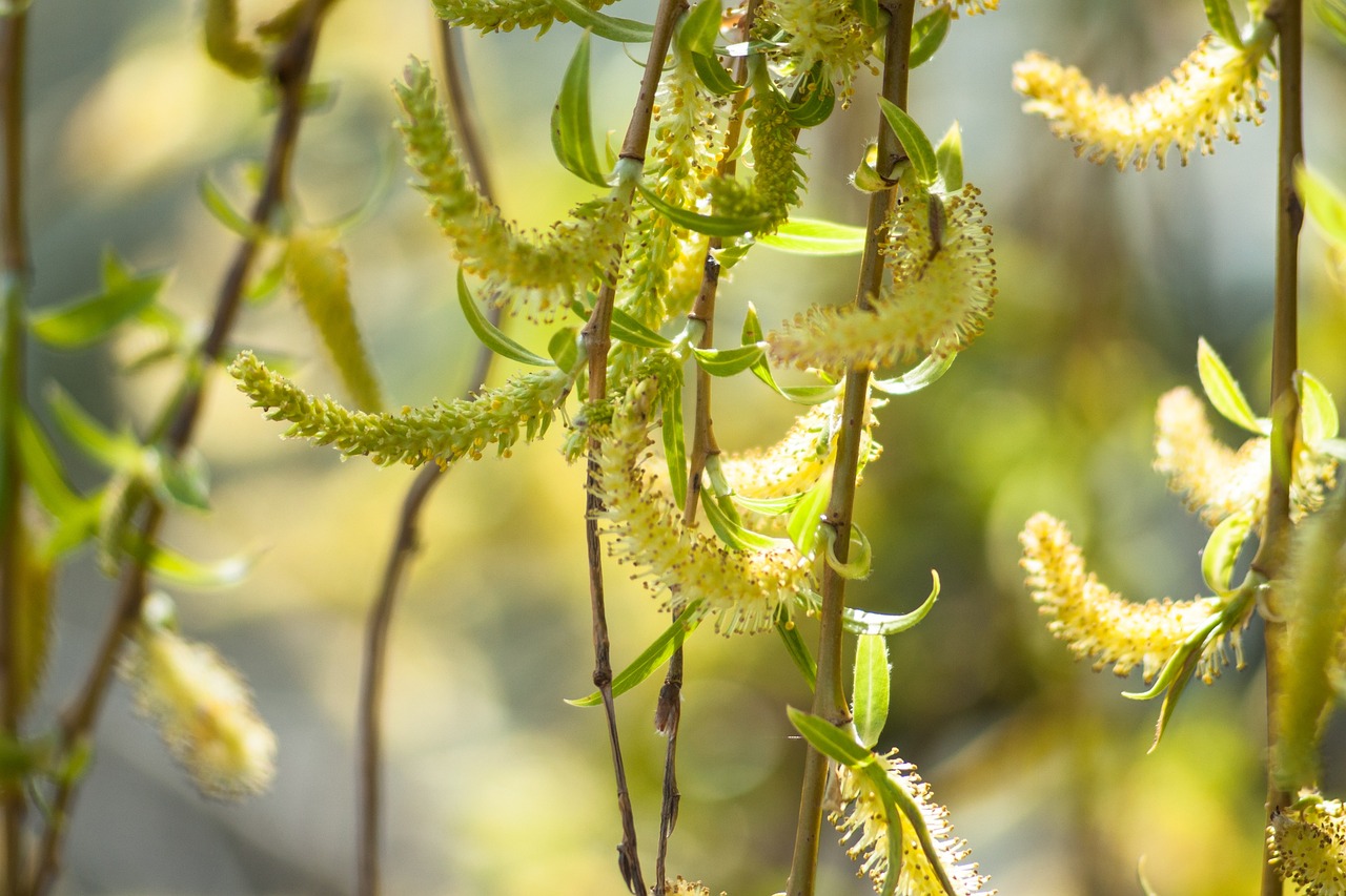 Spring Nature Plant Close - Free photo on Pixabay