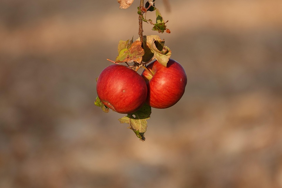 Apple Apples Fall - Free photo on Pixabay