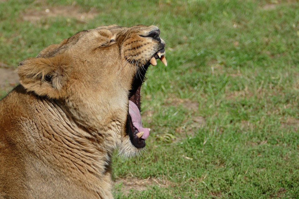 Lion Liar Hewan - Foto gratis di Pixabay - Pixabay