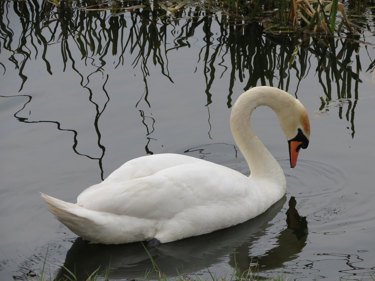 Cisnei Bird Lake - Free photo on Pixabay