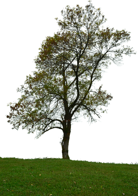 Explore 23,689+ Free Tree With No Leaves Illustrations: Download Now ...
