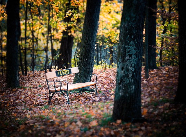 银行 森林 树木 - Pixabay上的免费照片 - Pixabay