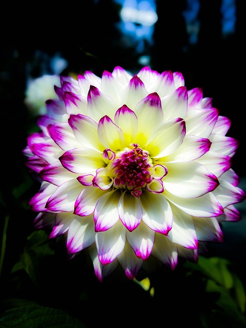 400,000+ Free Large Flowers & Elephant Images - Pixabay