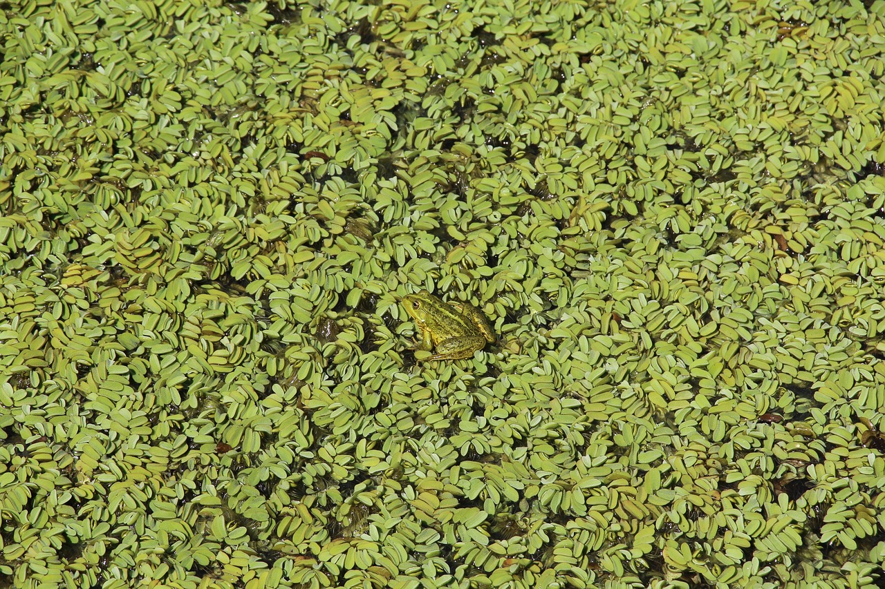 Swamp View Frog - Free photo on Pixabay - Pixabay