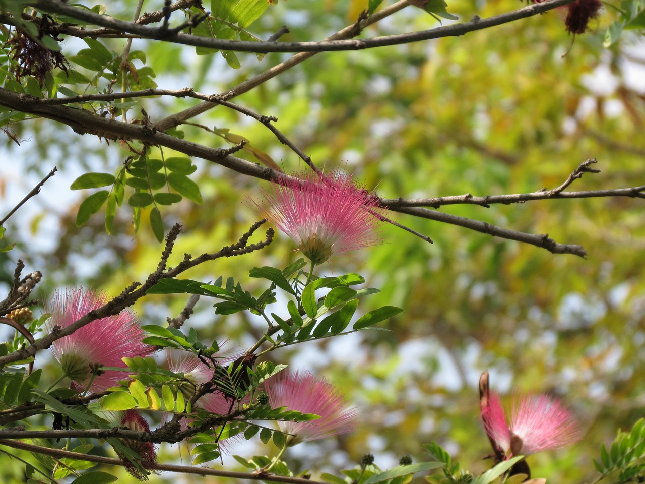 Albizia Pink Siris Tree - Free photo on Pixabay