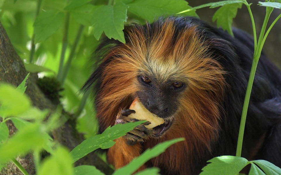 Monkey Tamarind Primate - Free photo on Pixabay