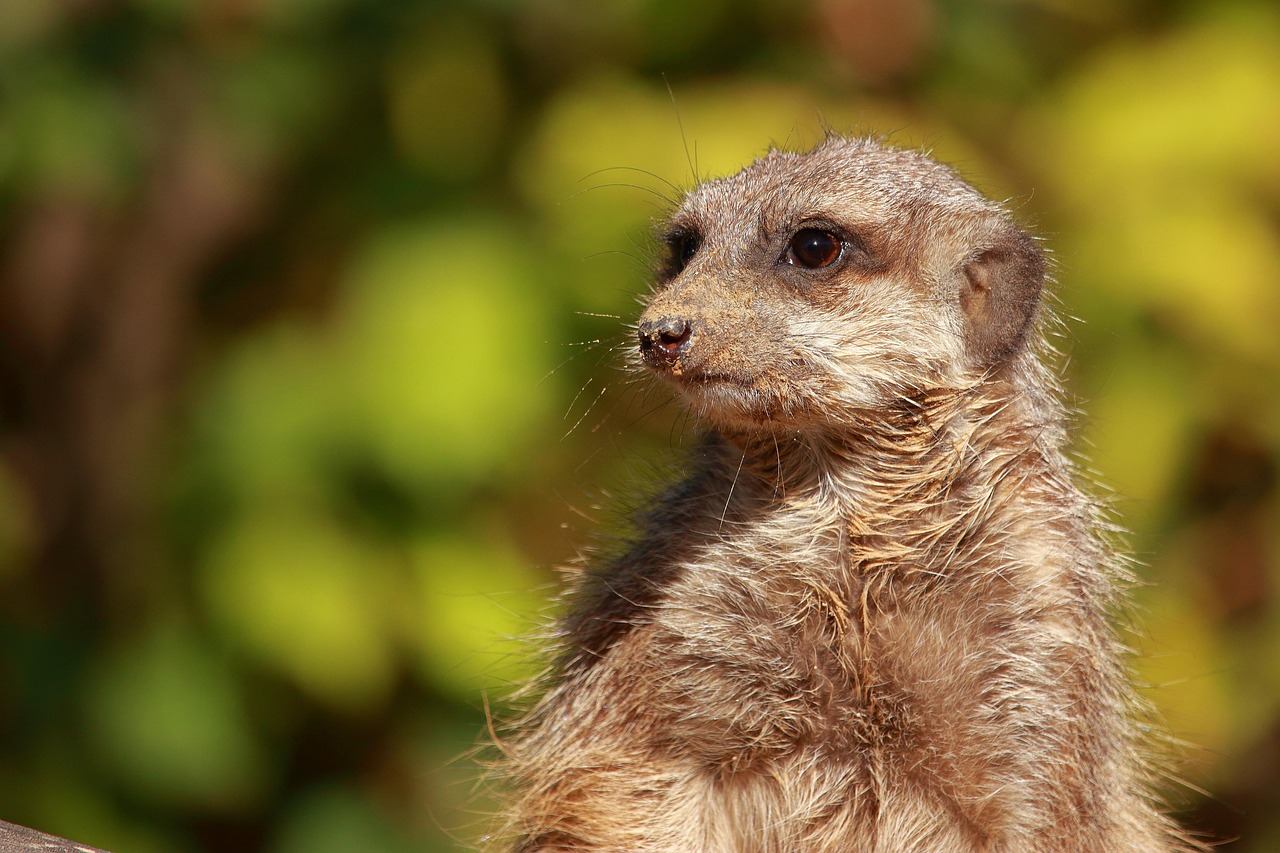 Meerkat Animal Zoo - Free photo on Pixabay