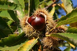 Kestane Castanea Sativa · Pixabay'de ücretsiz fotoğraf