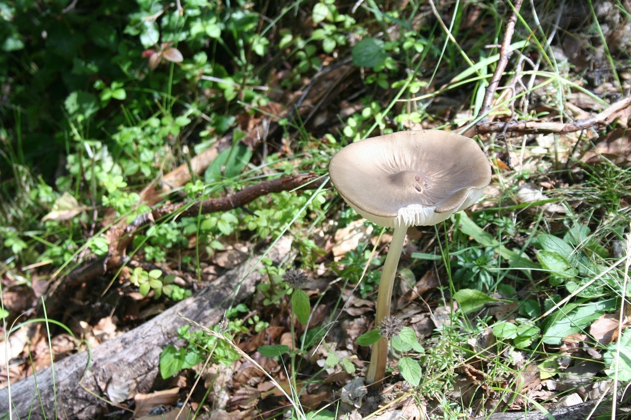 Wilder Pilz Natur - Kostenloses Foto auf Pixabay - Pixabay