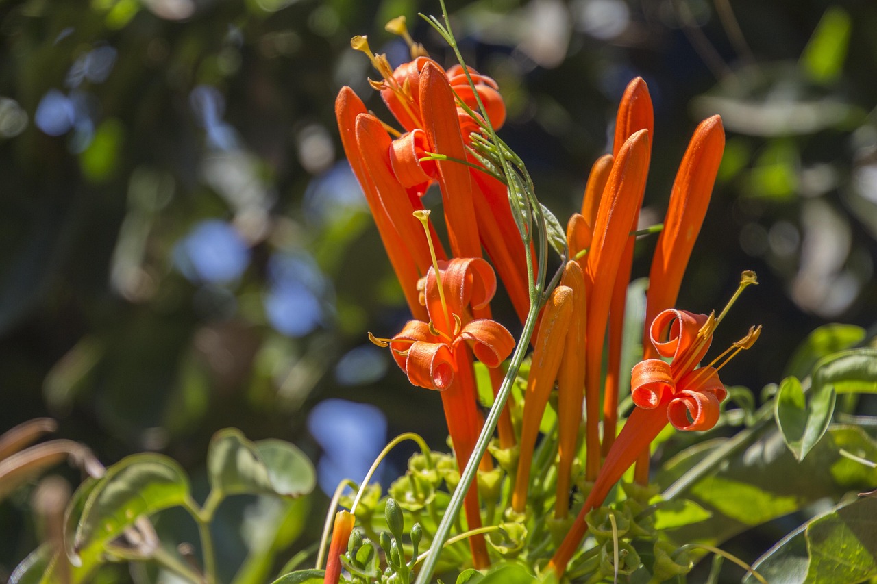 Rode Bloem Bloemen Natuur - Gratis foto op Pixabay - Pixabay