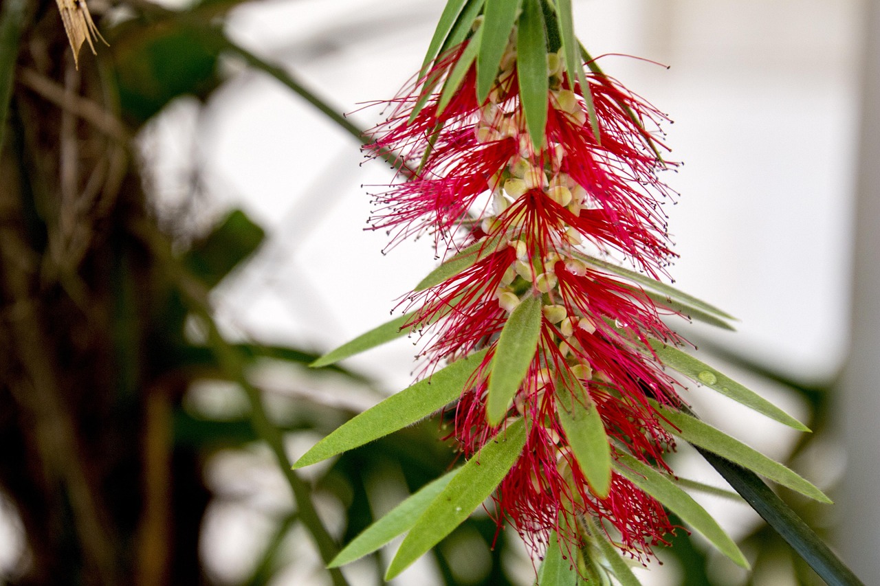 40+ Free Caliandra & Flower Images - Pixabay