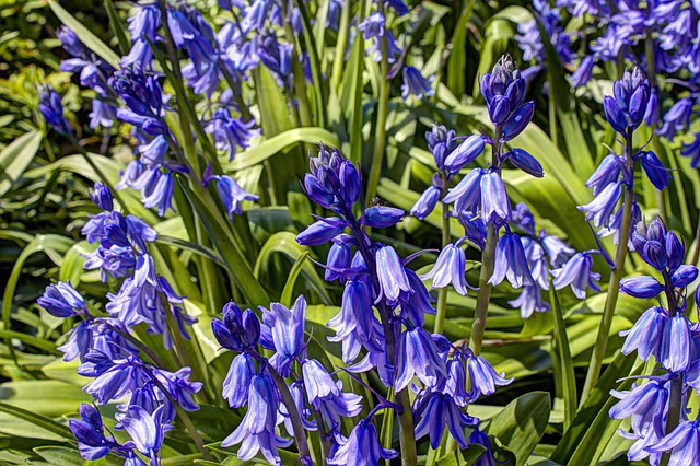 Hdr Flower Blossoms - Free photo on Pixabay - Pixabay