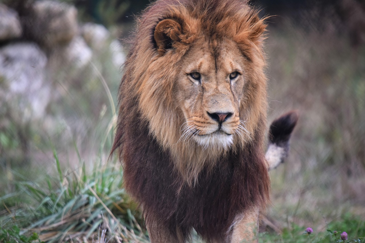 300.000+ Gambar Lion Of Judah Wallpaper & Lion Gratis - Pixabay
