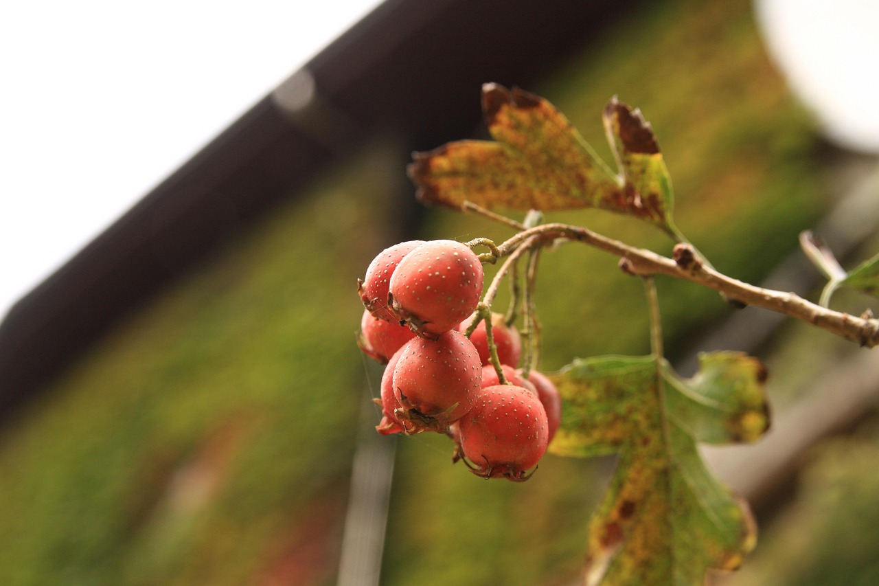 Mountain Fruit Nature Wood Heat - Free photo on Pixabay