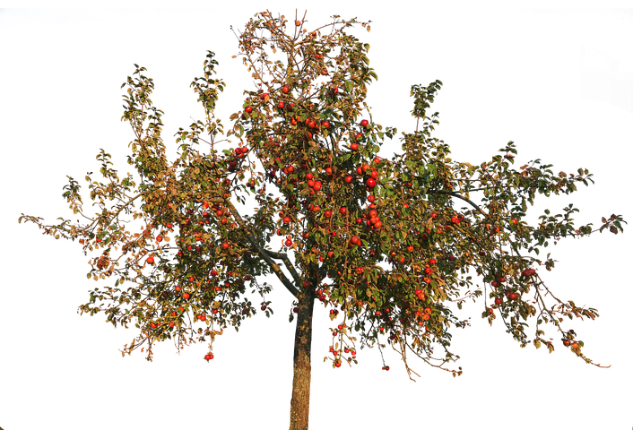 2000 Kostenlose Obstbaum Und Apfelbaum Bilder