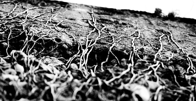 50+ Free Black Root & Root Photos - Pixabay