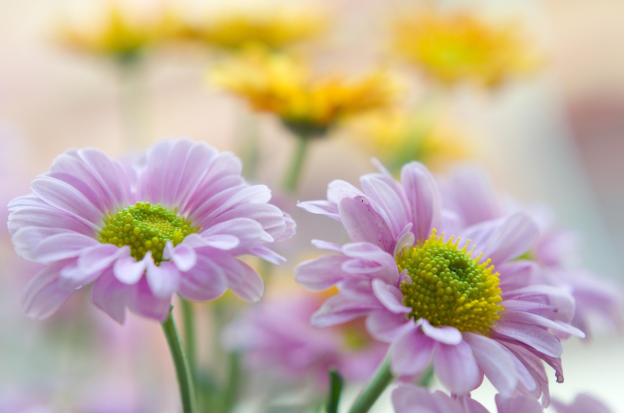 超过 9 张关于“Chrysant Enkele Cremon Wit”和“Chrysantéma”的免费图片 - Pixabay