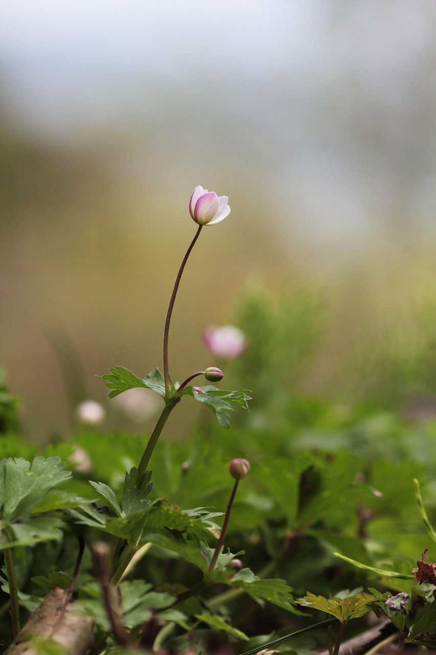 Southern Breeze Flower - Free photo on Pixabay - Pixabay