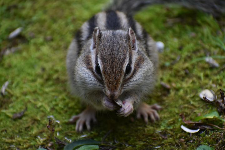 Plus de 800 photos gratuites de Tamia et de Animal - Pixabay