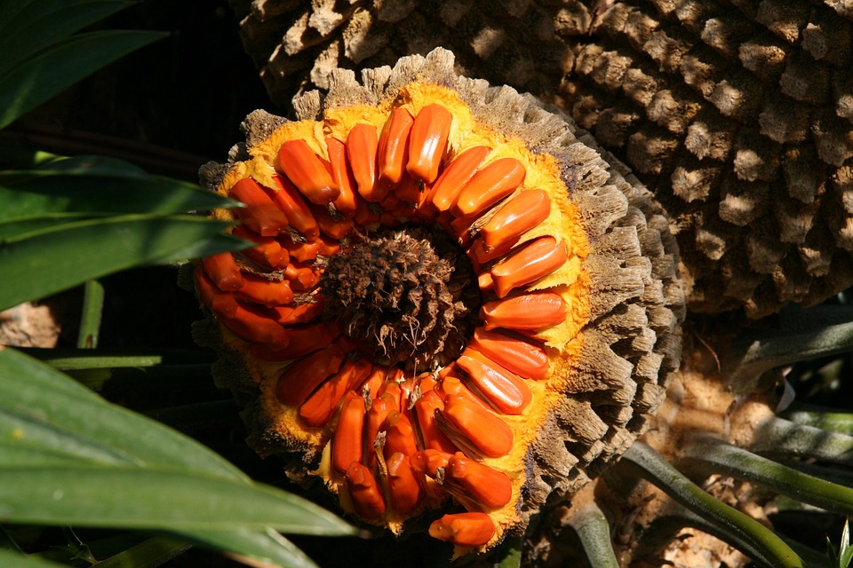 Palm Fruit Tree Orange - Free photo on Pixabay - Pixabay