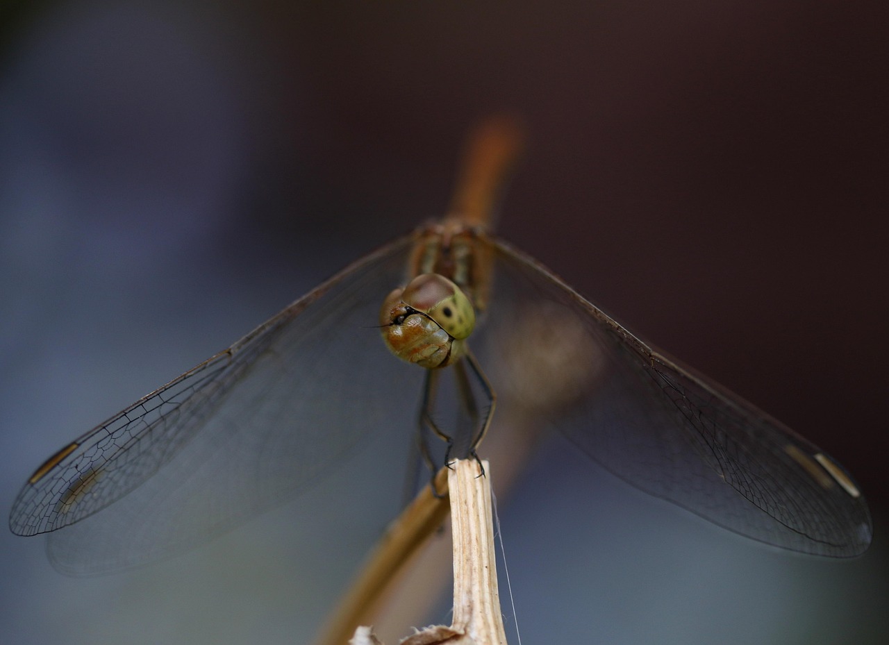 Libélula Insecto Veleta La - Foto gratis en Pixabay - Pixabay