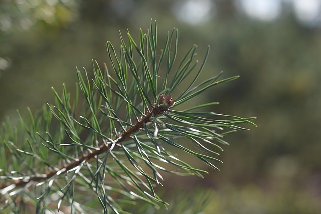 Nature Twig Tree - Free photo on Pixabay - Pixabay