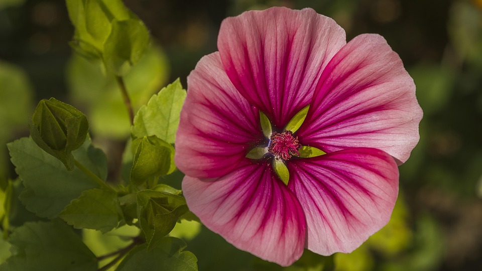 Mauve Le Jardin De Flore Tampon En - Photo gratuite sur Pixabay