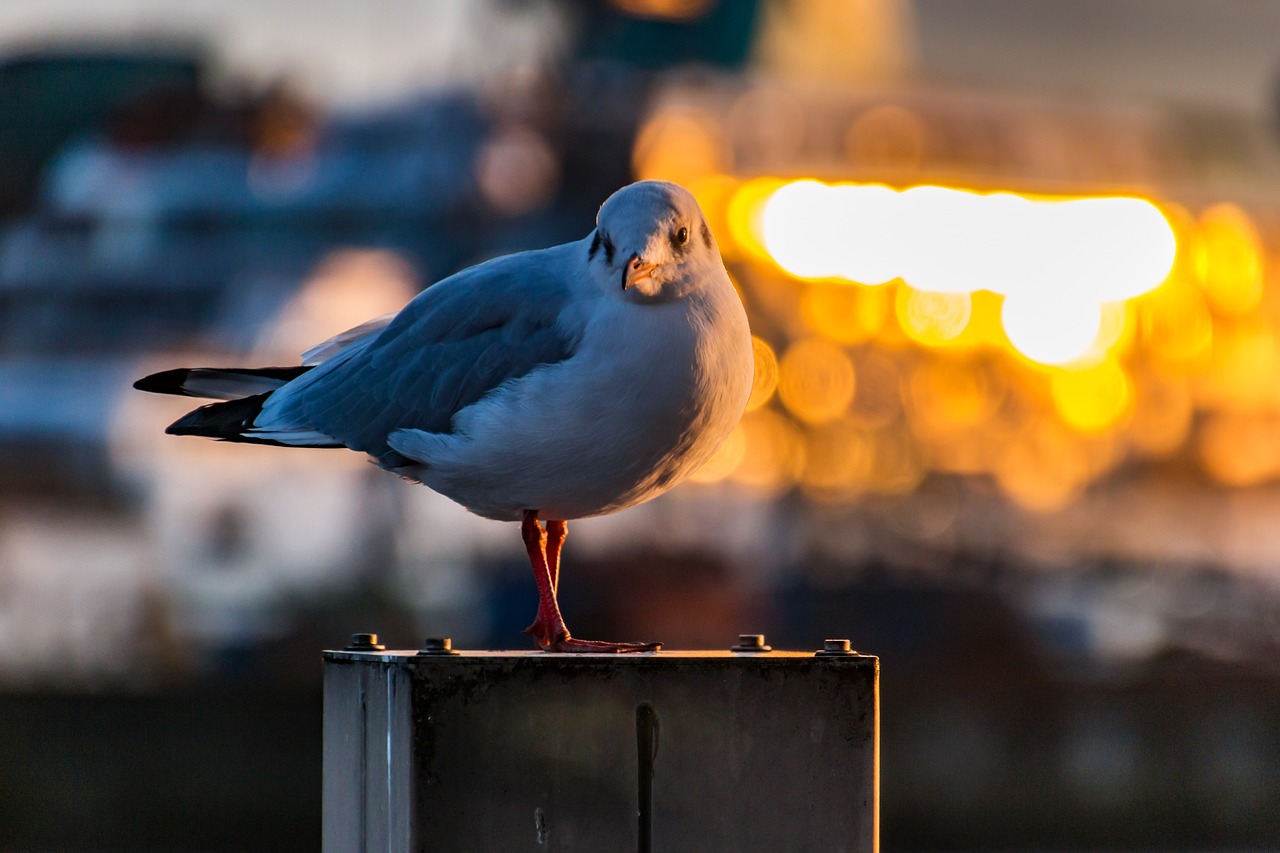 Möwe Hamburg Hafen - Kostenloses Foto auf Pixabay - Pixabay