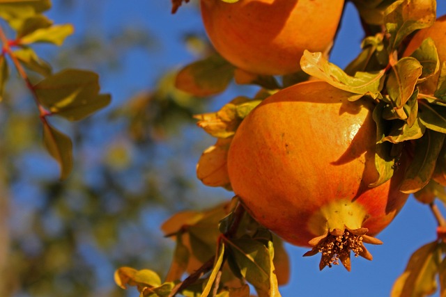 Granada Fruta Fresco - Foto gratis en Pixabay - Pixabay