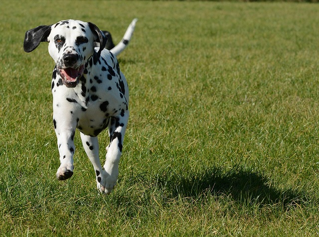 Dalmatian Dog Animal - Free photo on Pixabay