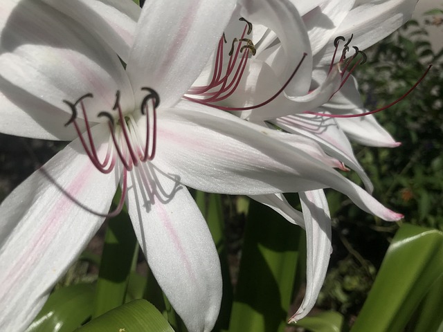 Fleur Le Géant Blanc Spider Lilly - Photo gratuite sur Pixabay - Pixabay