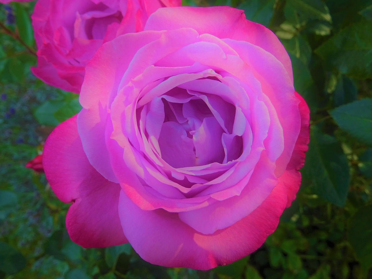 Rose Fleur La Nature - Photo gratuite sur Pixabay - Pixabay