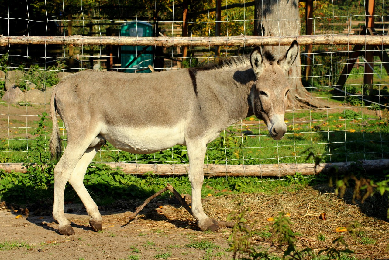 1,000+ Free Donkey & Animal Photos - Pixabay