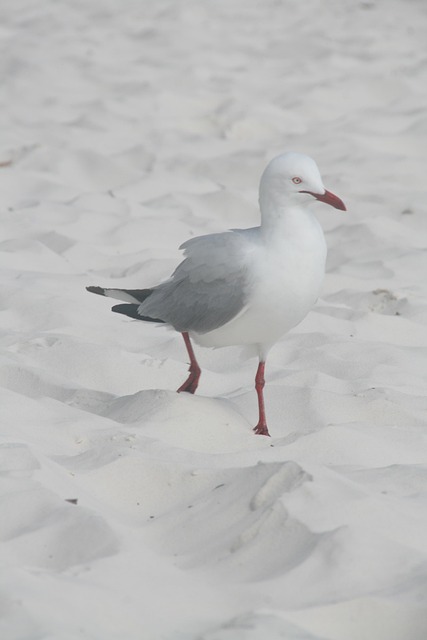 Mouette Plage Whitsundays - Photo gratuite sur Pixabay - Pixabay
