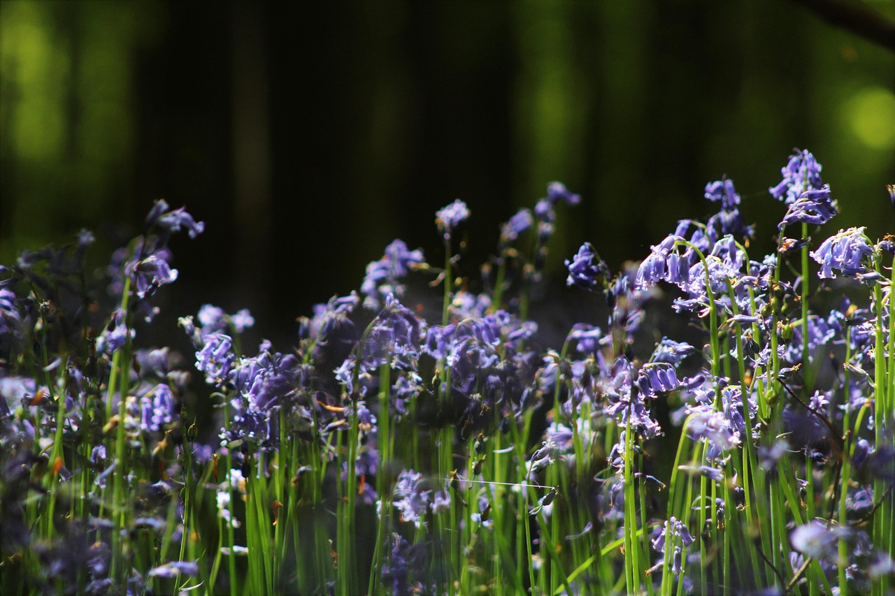 Flowers Forest Flower - Free photo on Pixabay - Pixabay
