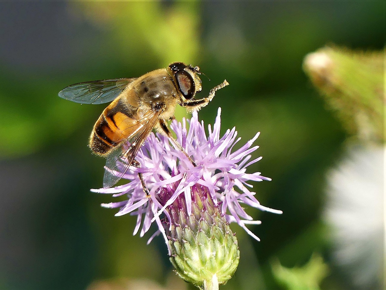 Flor Silvestre Abeja Insecto - Foto gratis en Pixabay - Pixabay