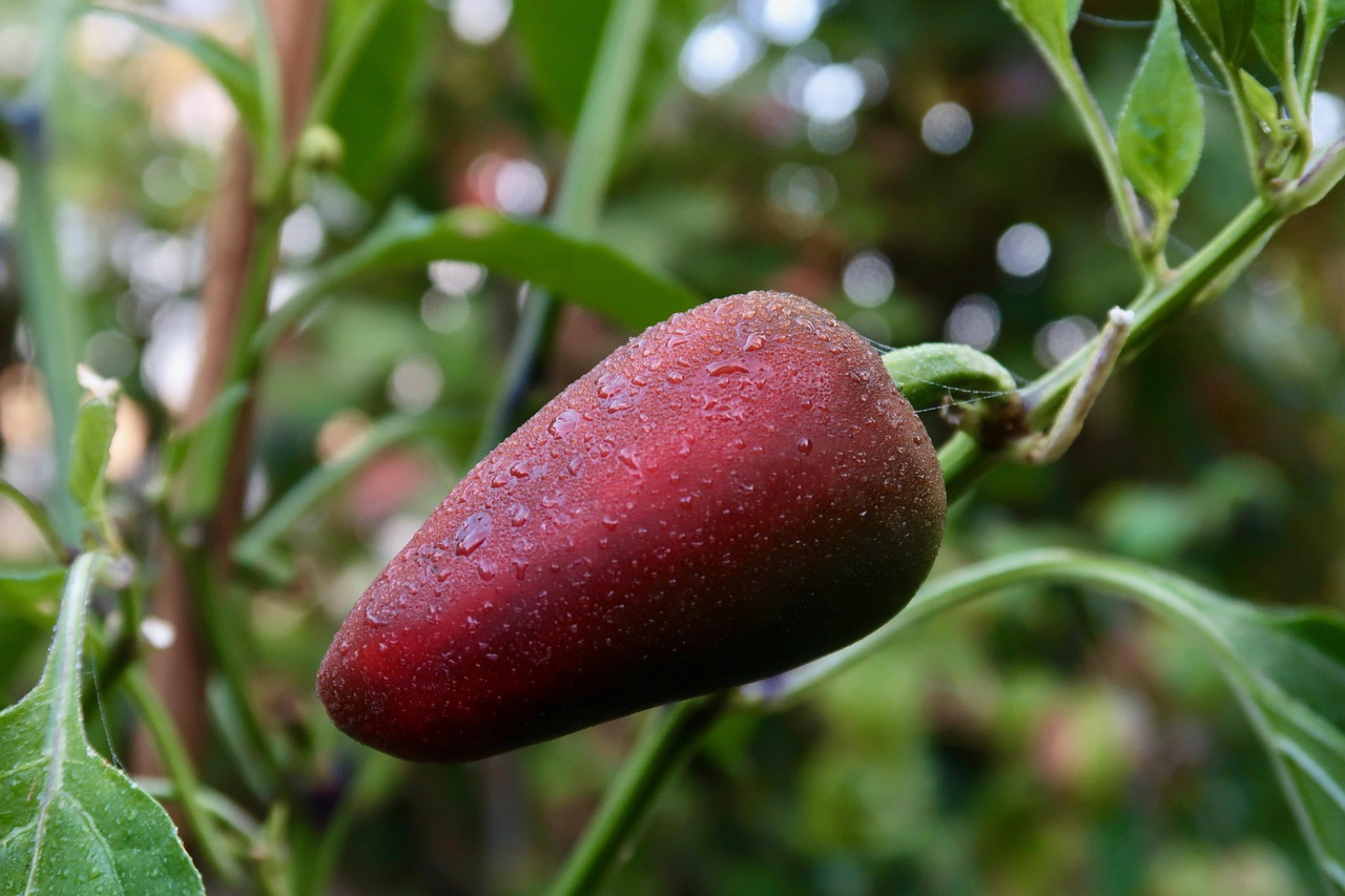 Paprika Sayuran Segar - Foto gratis di Pixabay - Pixabay