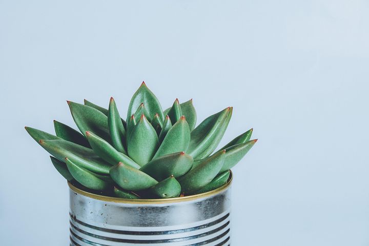 4,000+ Succulent Pictures & Images [HD]