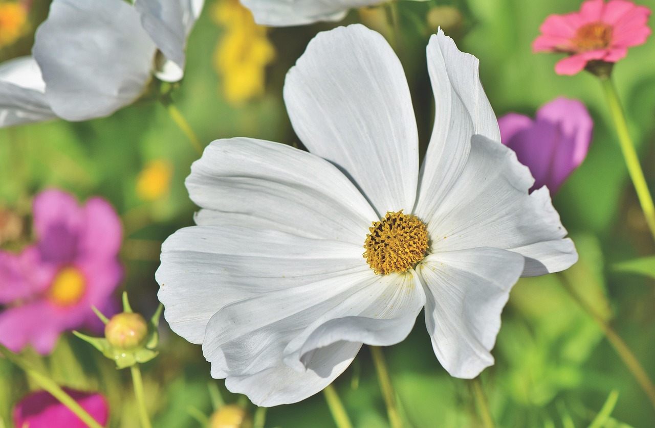 Cosmea Flower Jewelry Basket - Free photo on Pixabay - Pixabay