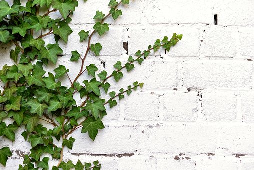 40+ kostenlose Efeuranken und Efeu-Bilder - Pixabay