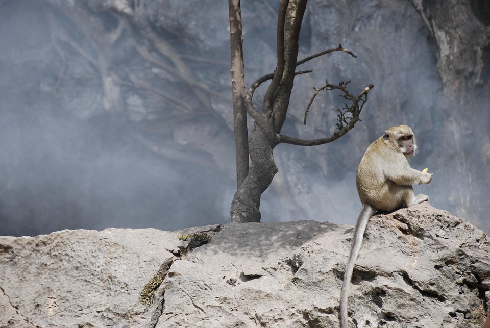 Singe Fumée Sans Abri - Photo gratuite sur Pixabay - Pixabay