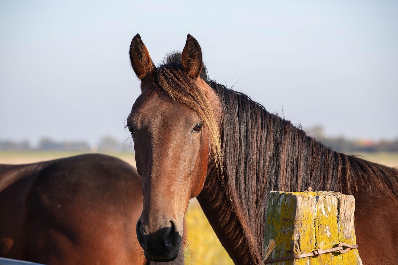 Caballo Caballos Marrón - Foto gratis en Pixabay - Pixabay