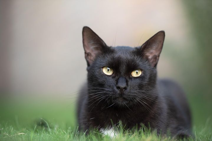 Plus de 1 000 images de Chat Noir et de Chat - Pixabay