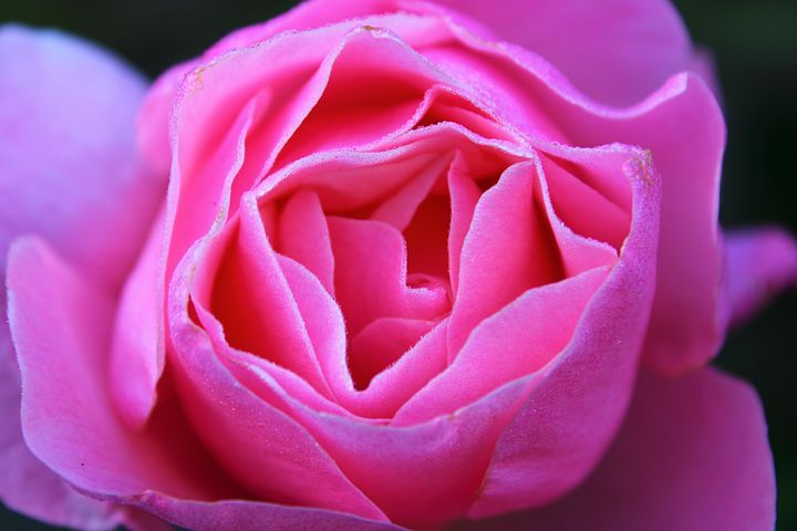 80+ Free Roza & Flower Images